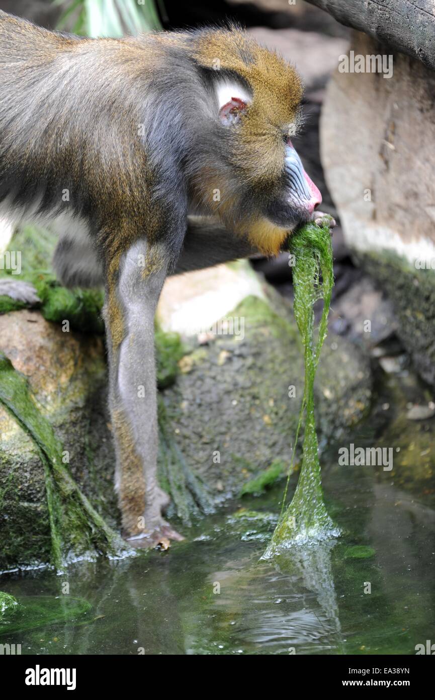 A wildlife shot of a mandrill in captivity Stock Photo - Alamy