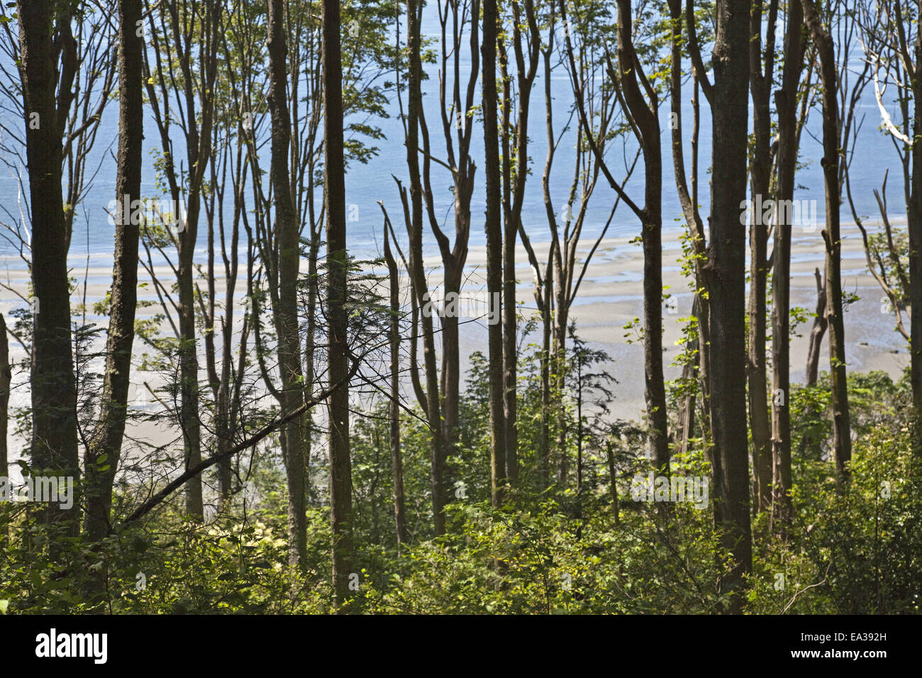 Forest to the sea hi-res stock photography and images - Alamy