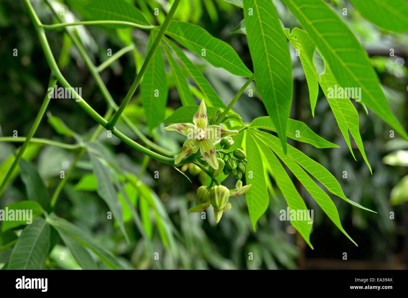 Manioc flower hi-res stock photography and images - Alamy