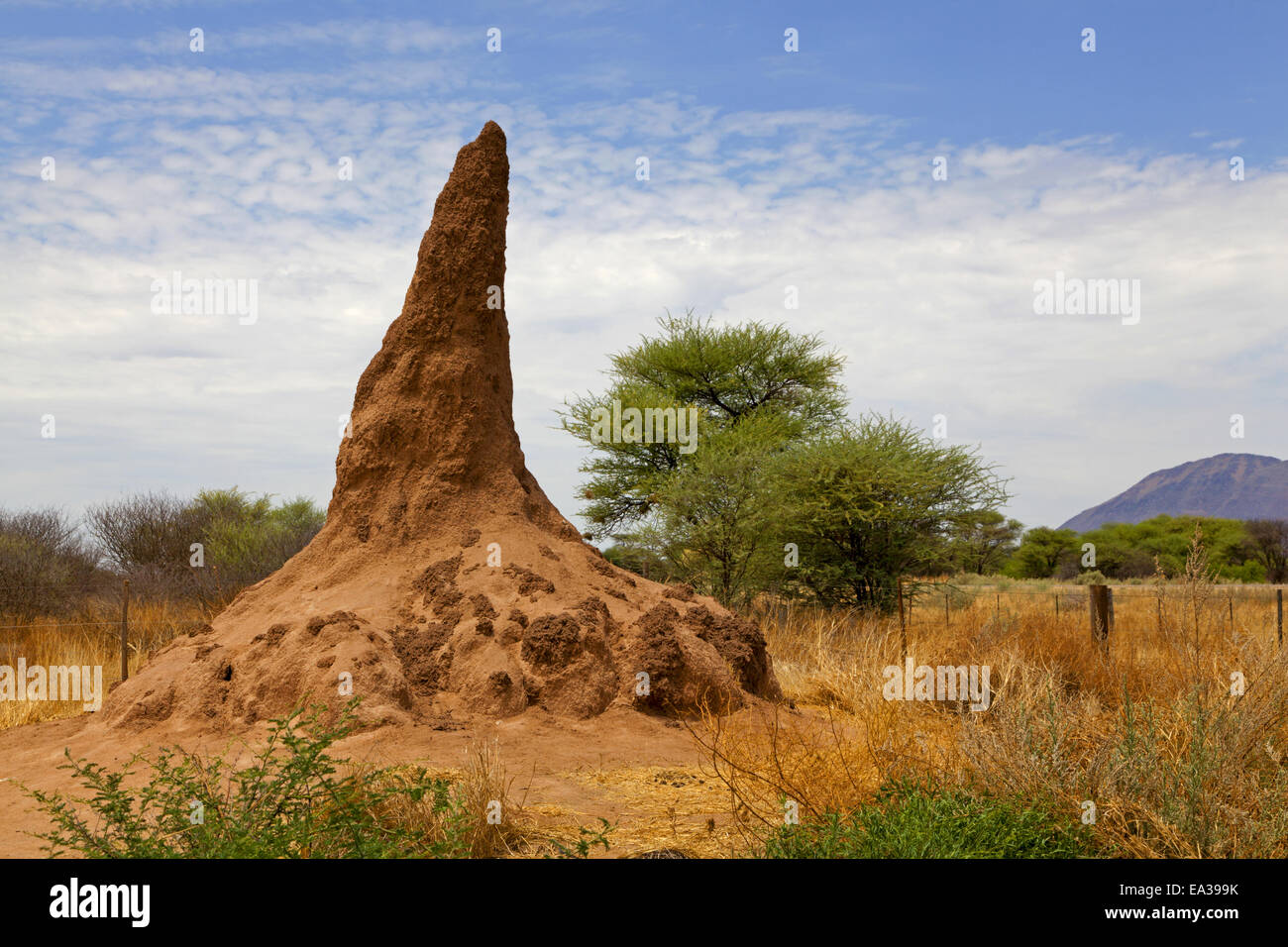 Termite Mound