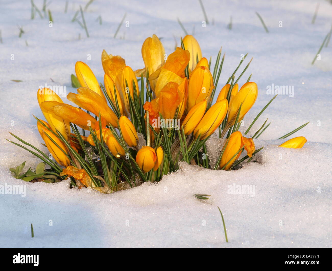 Crocus in sunlight hi-res stock photography and images - Alamy
