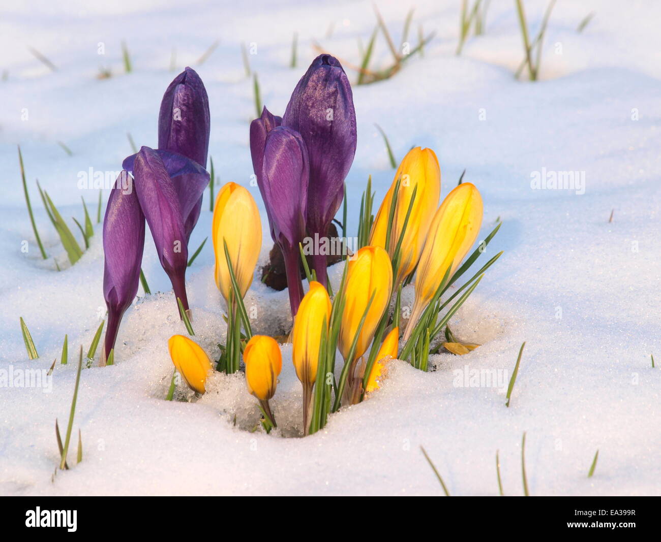Crocus in snow Stock Photo - Alamy