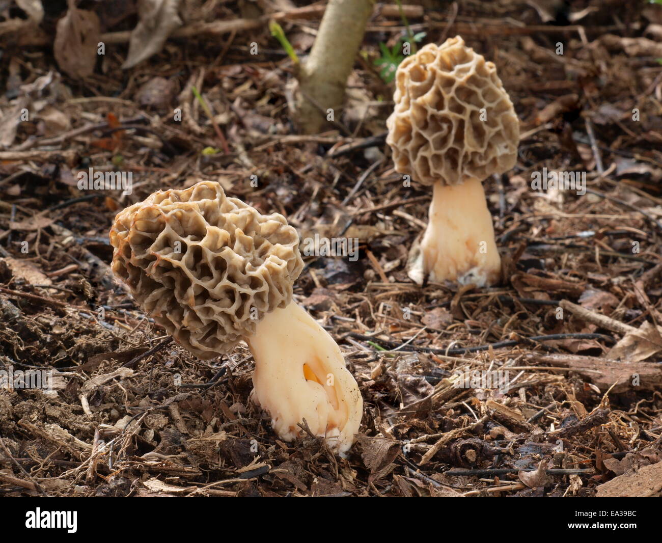 Common morel, true morel, morchella esculenta Stock Photo - Alamy