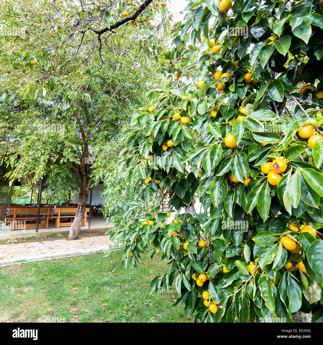 Persimmon tree fruit hi-res stock photography and images - Alamy