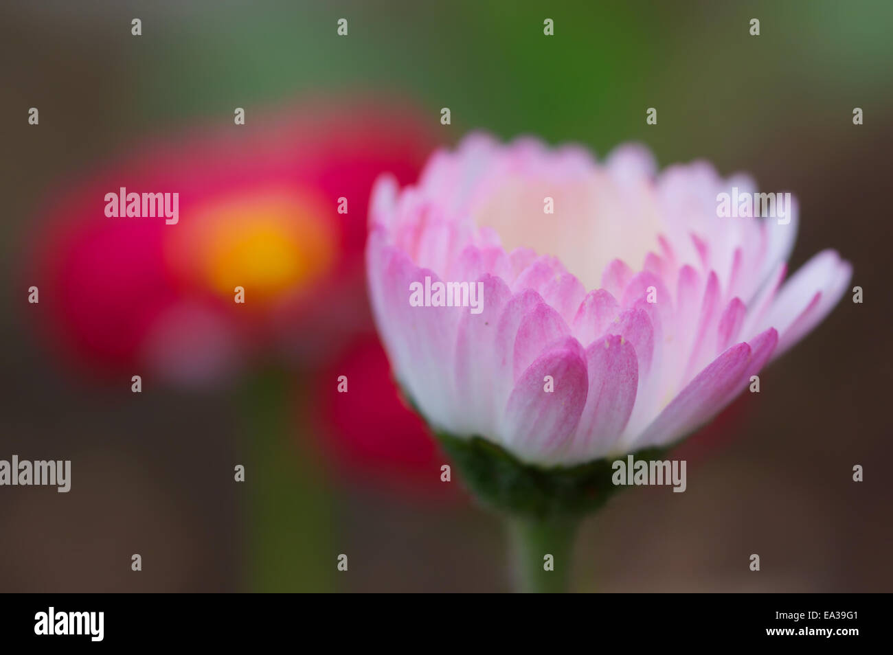 Roy spring hi-res stock photography and images - Alamy