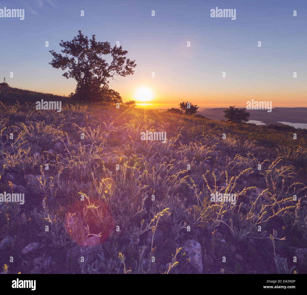 Meadow on sunset Stock Photo - Alamy