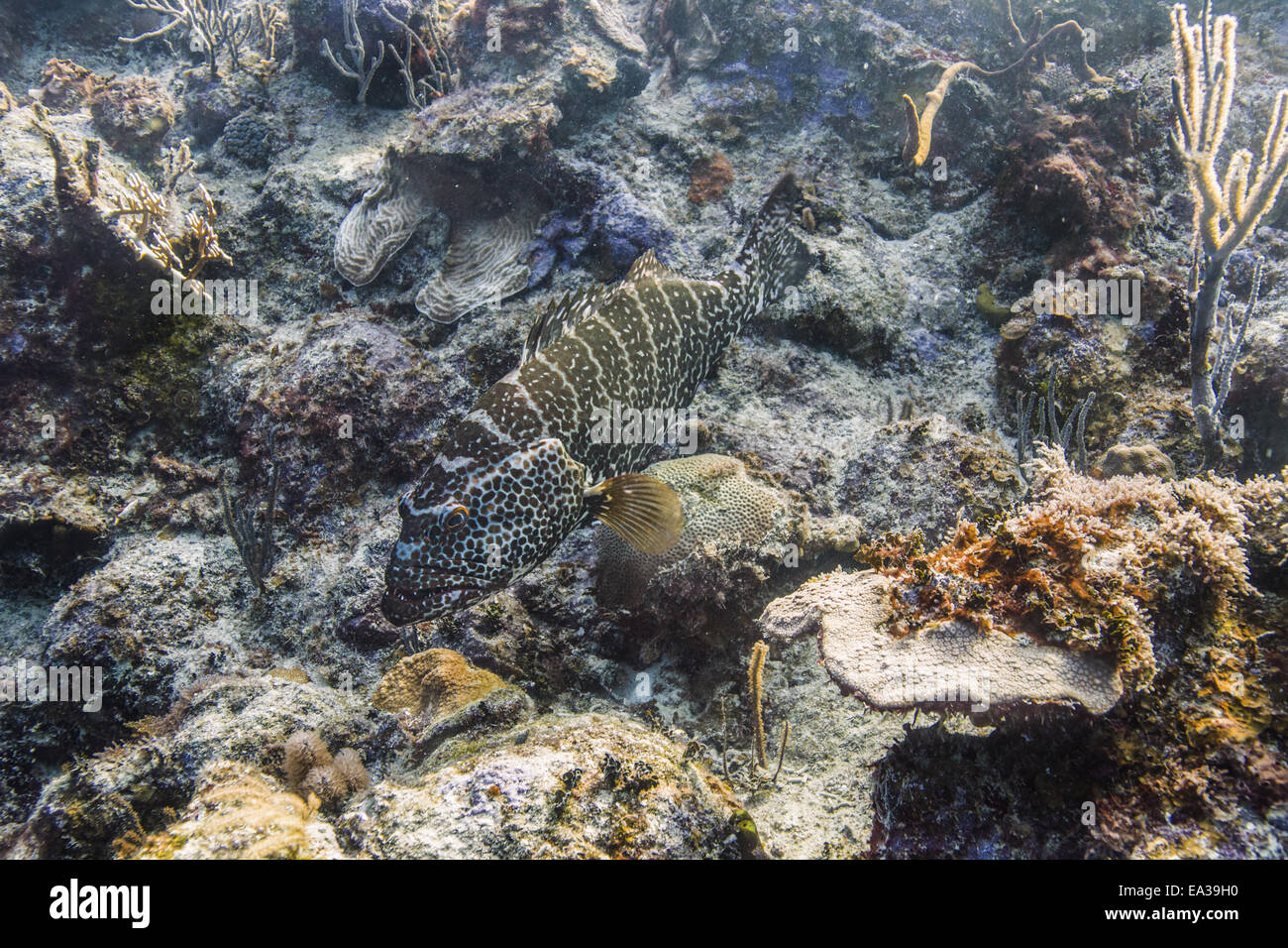 Goliath grouper hi-res stock photography and images - Alamy
