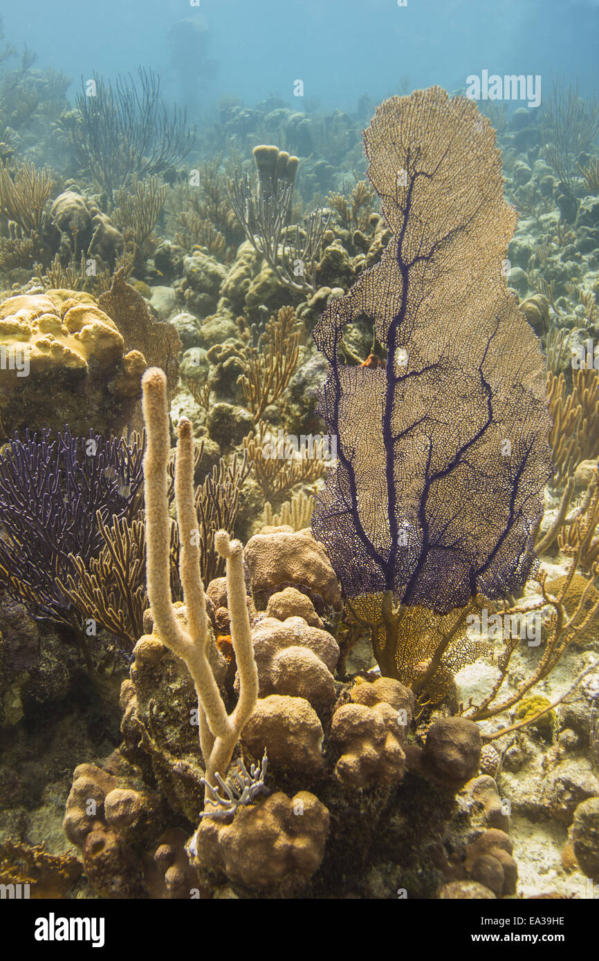 Sea fan sea fan hi-res stock photography and images - Alamy