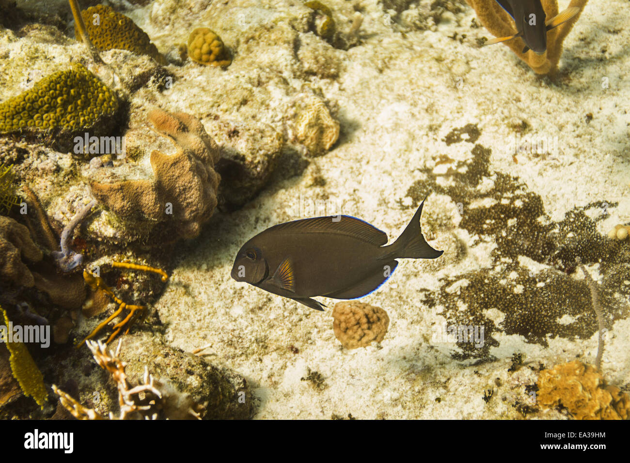 Brown fish hi-res stock photography and images - Alamy