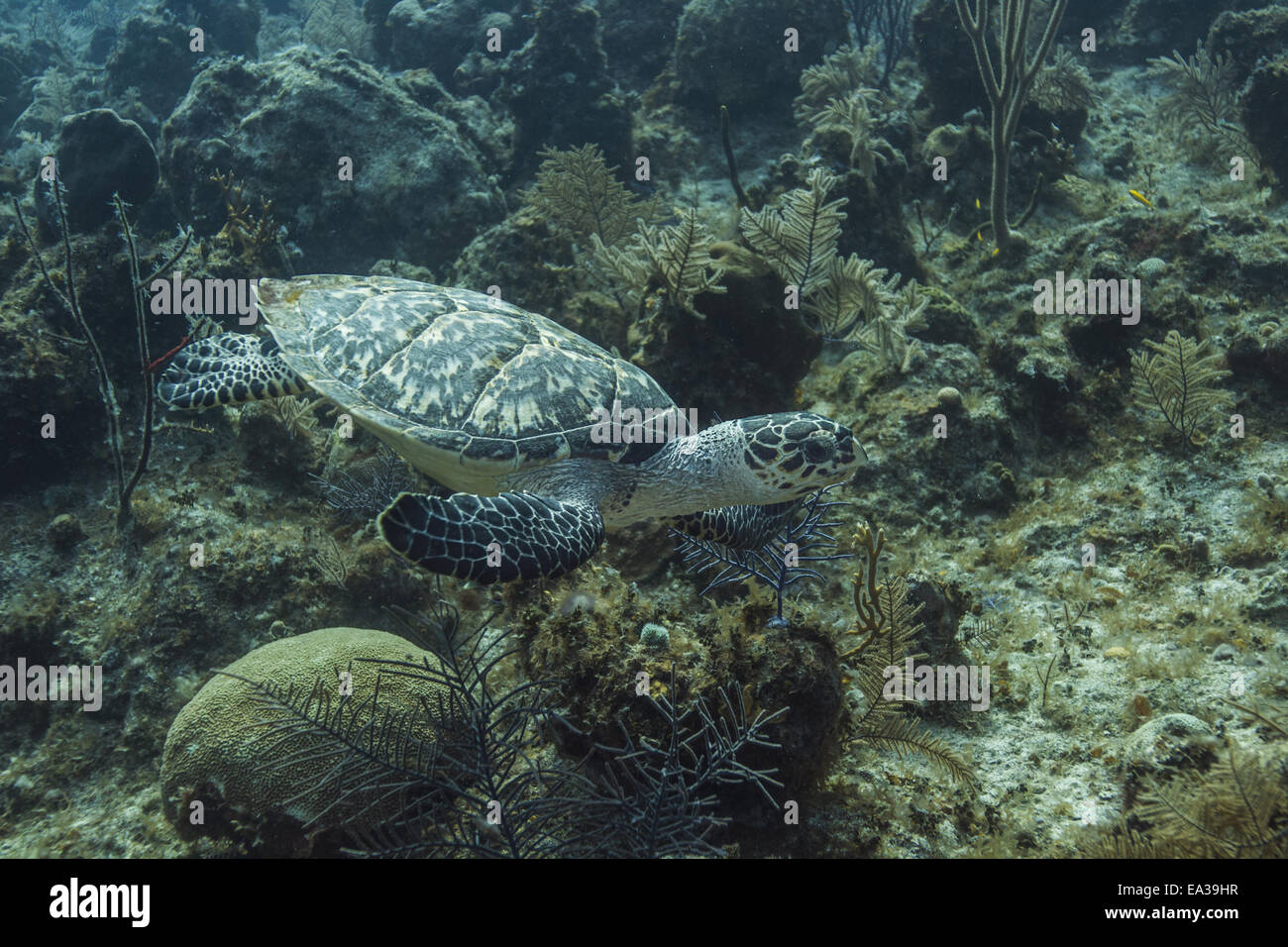 Chilling hi-res stock photography and images - Alamy