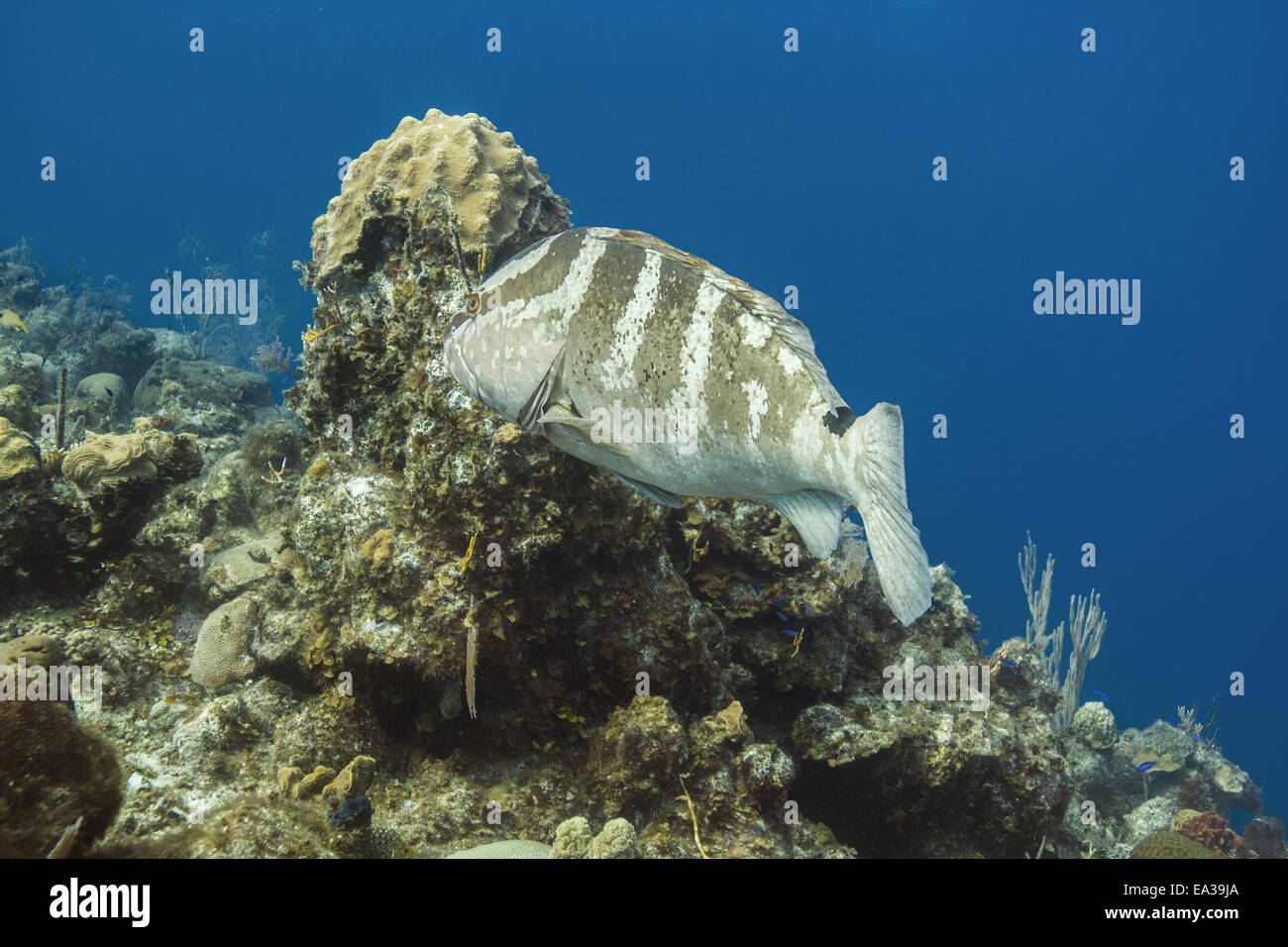 Nassau grouper fish hi-res stock photography and images - Alamy