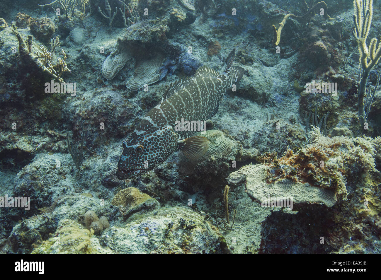 Atlantic goliath grouper hi-res stock photography and images - Alamy