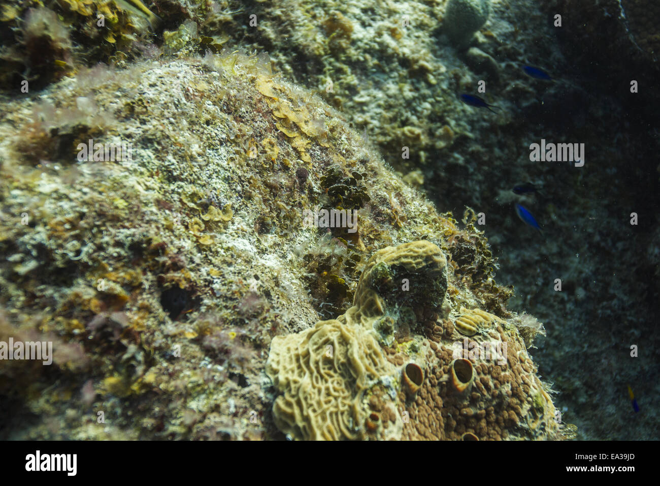 Sea sponge eating hi-res stock photography and images - Alamy