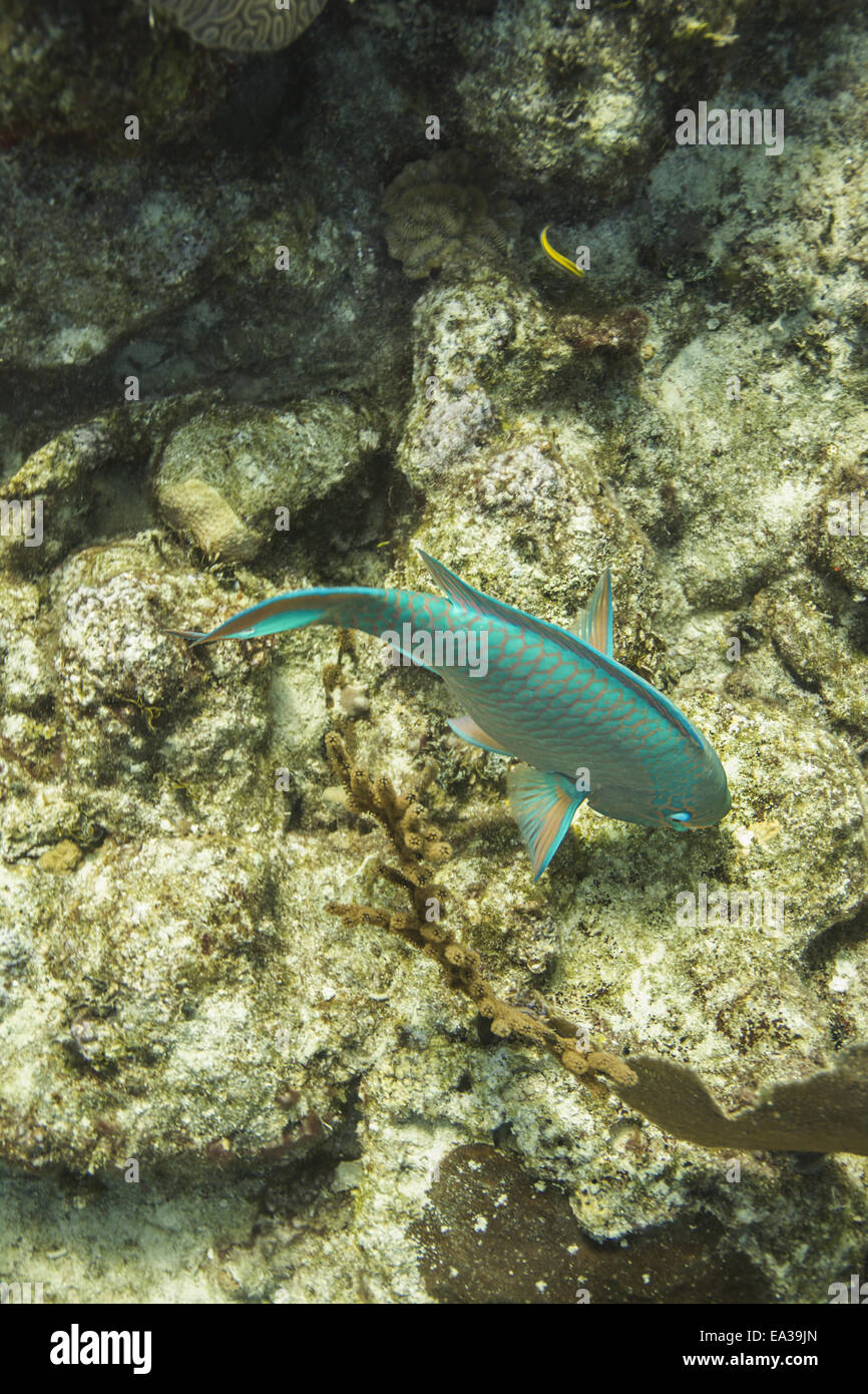 Yellowtail parrotfish hi-res stock photography and images - Alamy