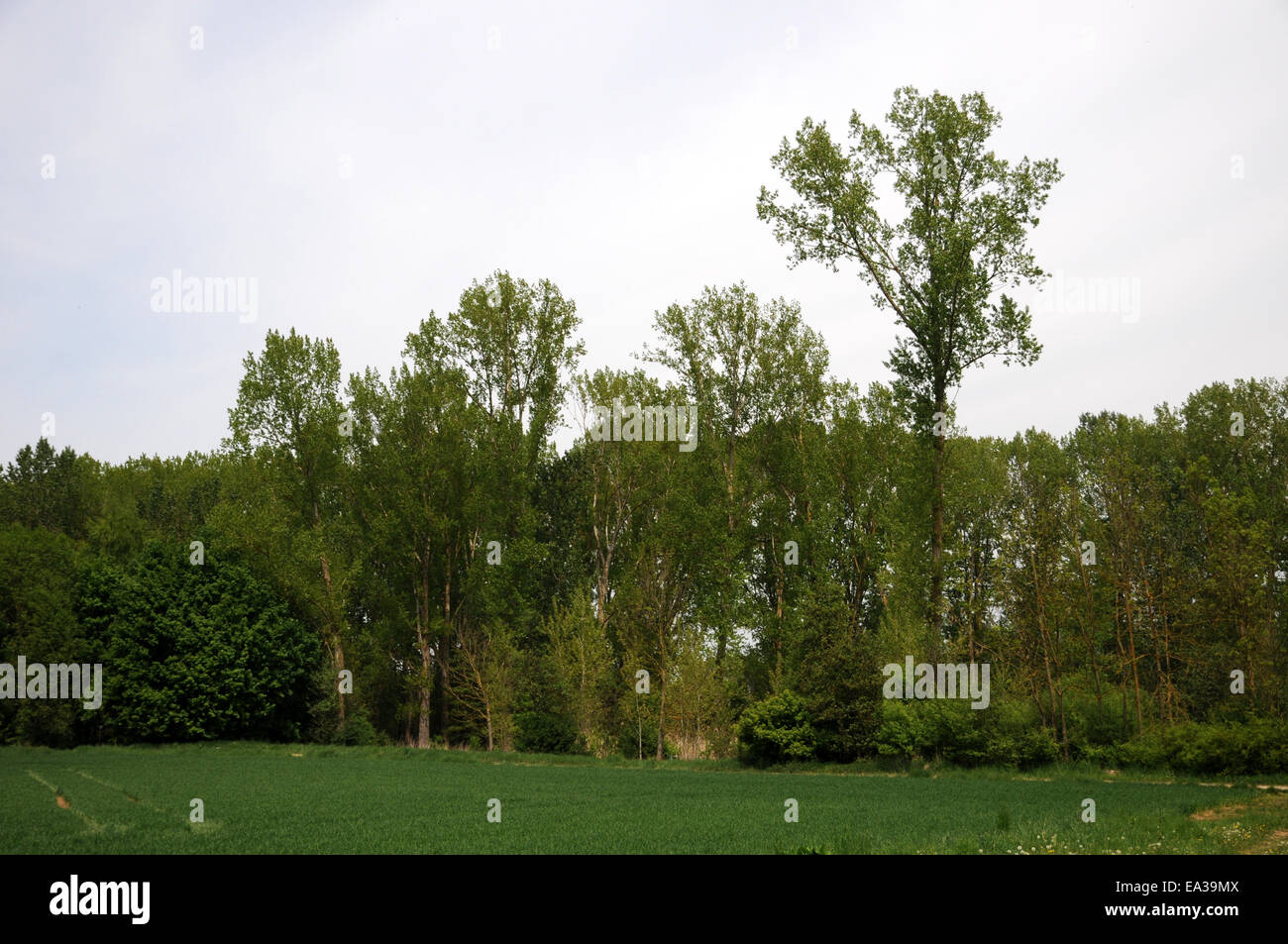 Balsam poplar hi-res stock photography and images - Alamy