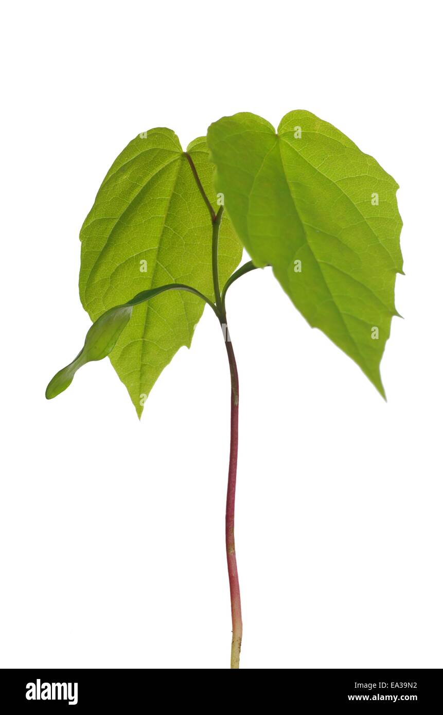 Small leaf tree hi-res stock photography and images - Alamy