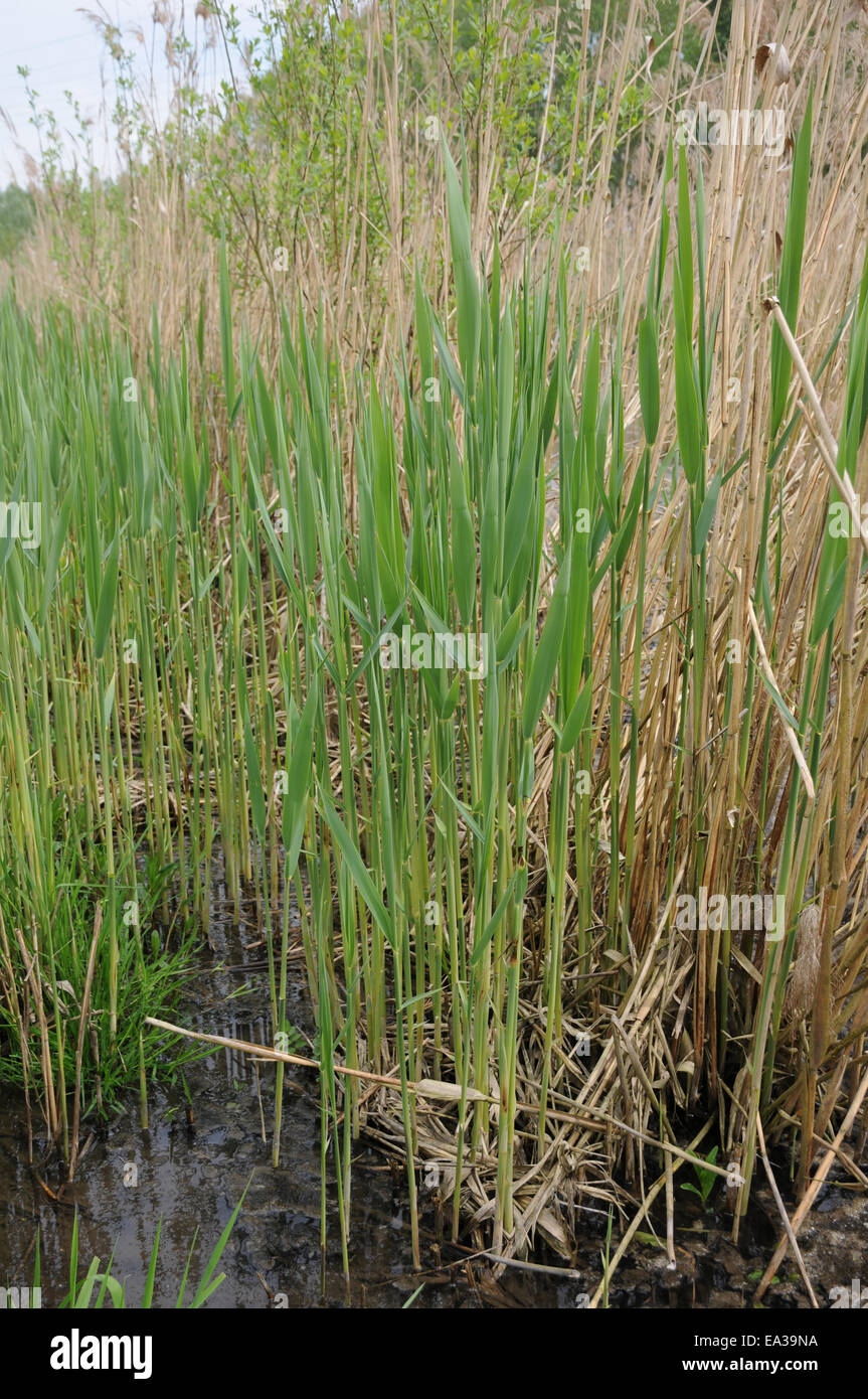 Waterp plant hi-res stock photography and images - Alamy