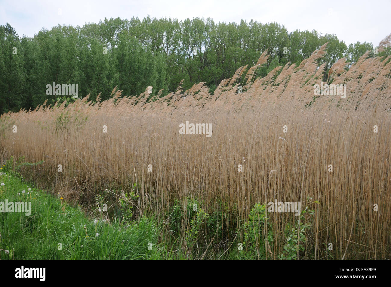 Common reed phragmites australis schilfrohr hi-res stock photography ...
