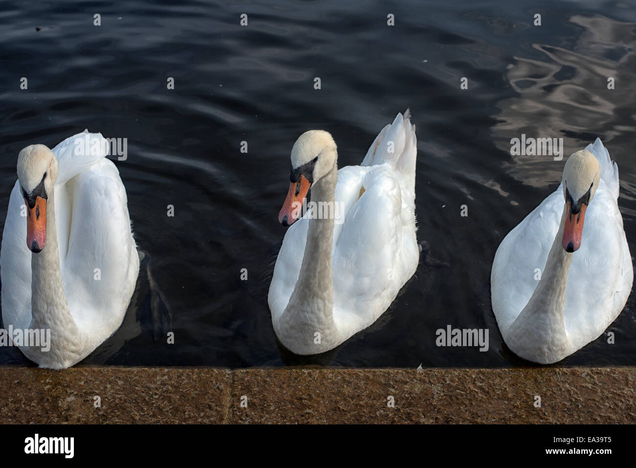 Formation of swan hi-res stock photography and images - Alamy