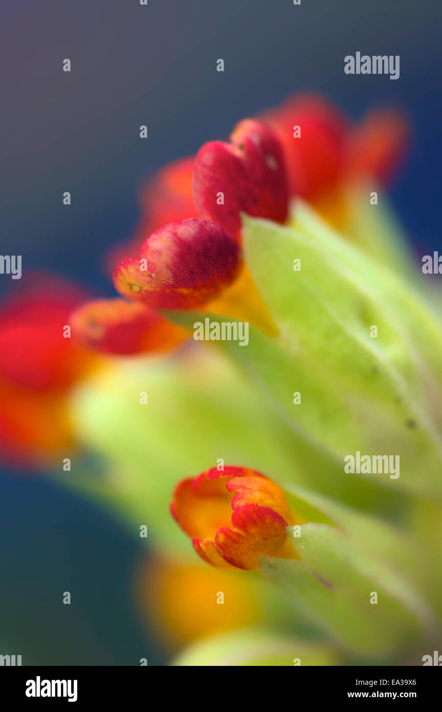 Garten spring hi-res stock photography and images - Alamy