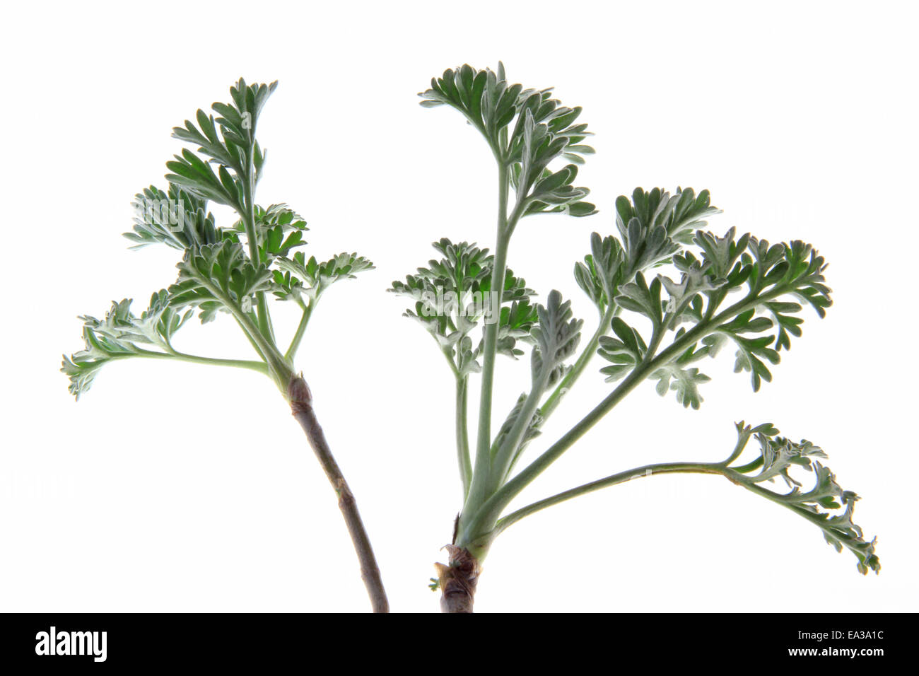 Wormwood (Artemisia absinthium Stock Photo - Alamy
