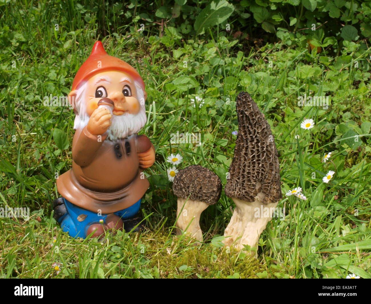 Garden gnom with black morels Stock Photo - Alamy