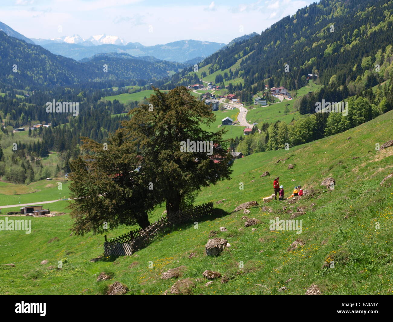 germany's oldest tree, yew of Balderschwang Stock Photo - Alamy
