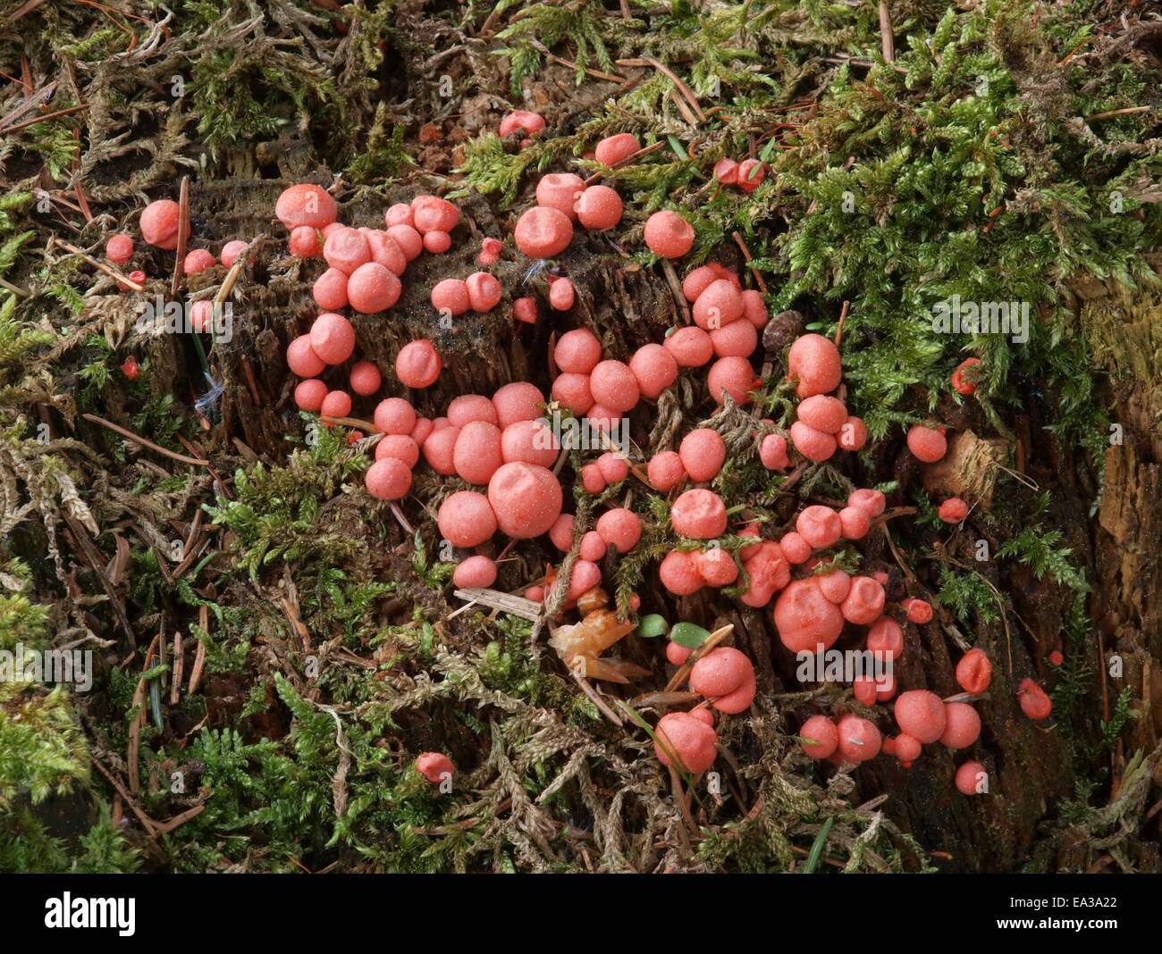 Wolf's milk, Lycogala epidendrum Stock Photo - Alamy