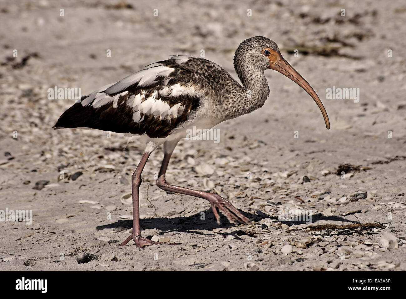 Juvenile white Ibis Stock Photo - Alamy