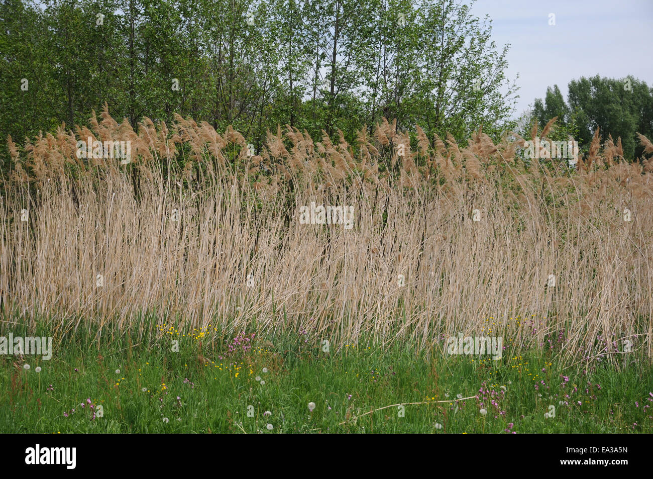 Common p hi-res stock photography and images - Alamy