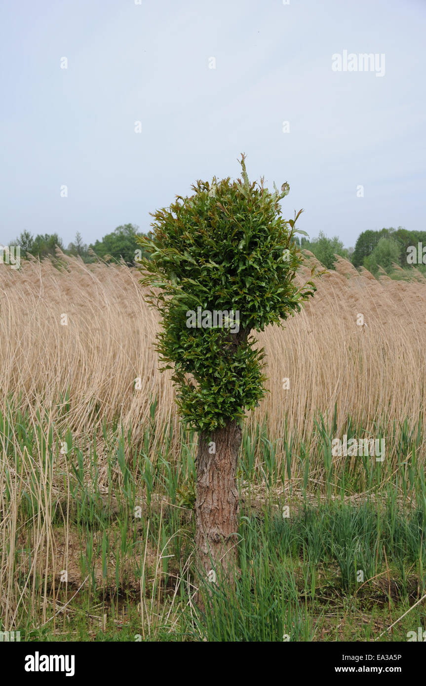 Pollard baum hi-res stock photography and images - Alamy