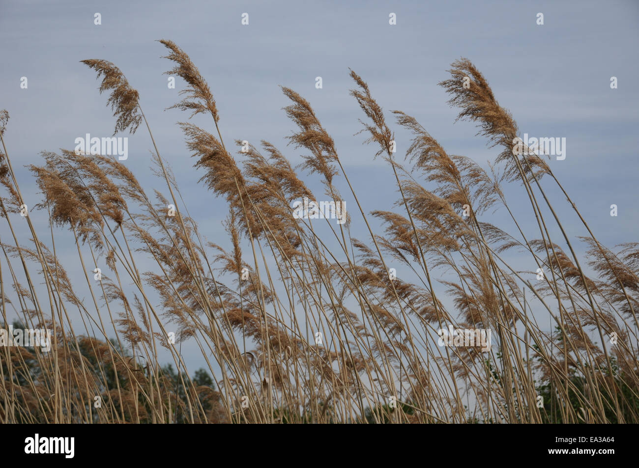 Common reed phragmites australis schilfrohr hi-res stock photography ...