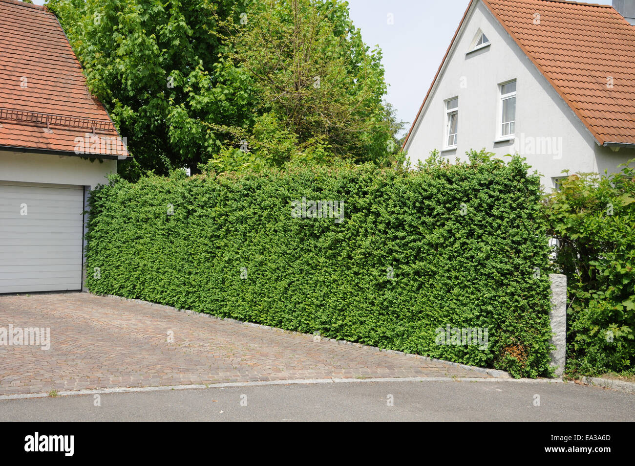 Box hedge tree hi-res stock photography and images - Alamy