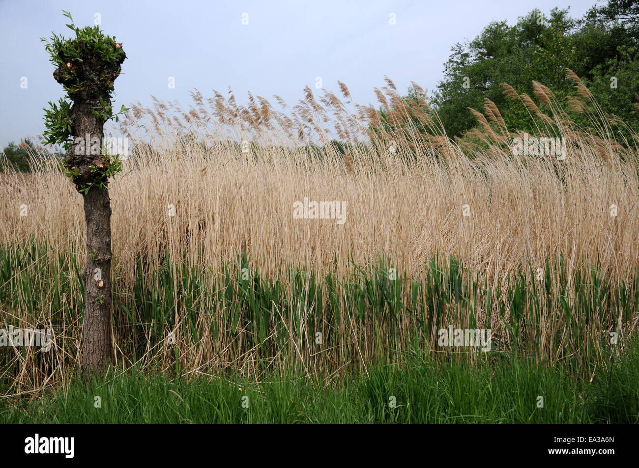 Common reed phragmites australis schilfrohr hi-res stock photography ...