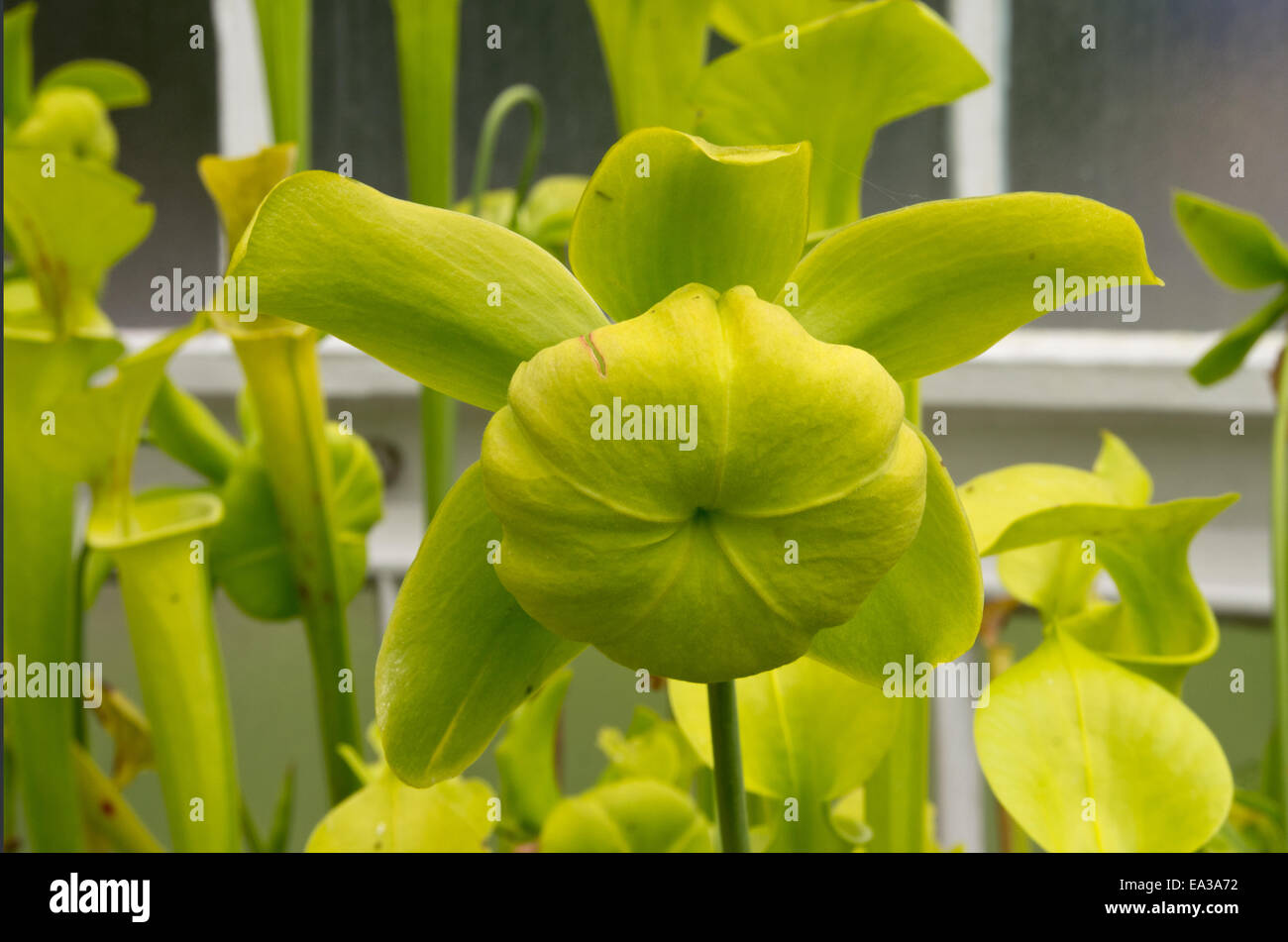 Sarrancenia flava maxima flower Stock Photo - Alamy