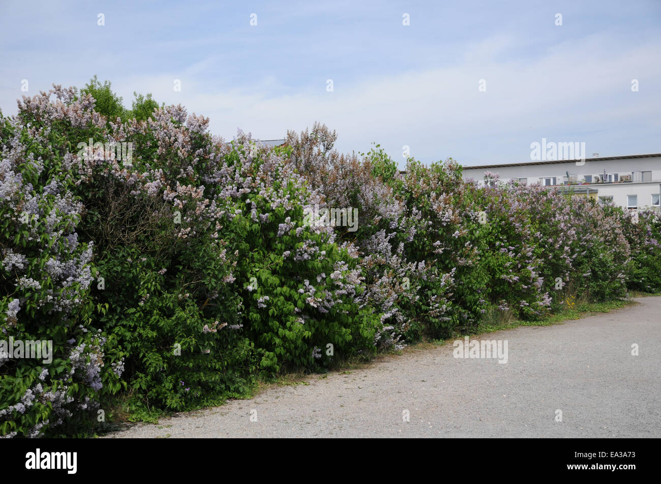 Lilac hedge hi-res stock photography and images - Alamy