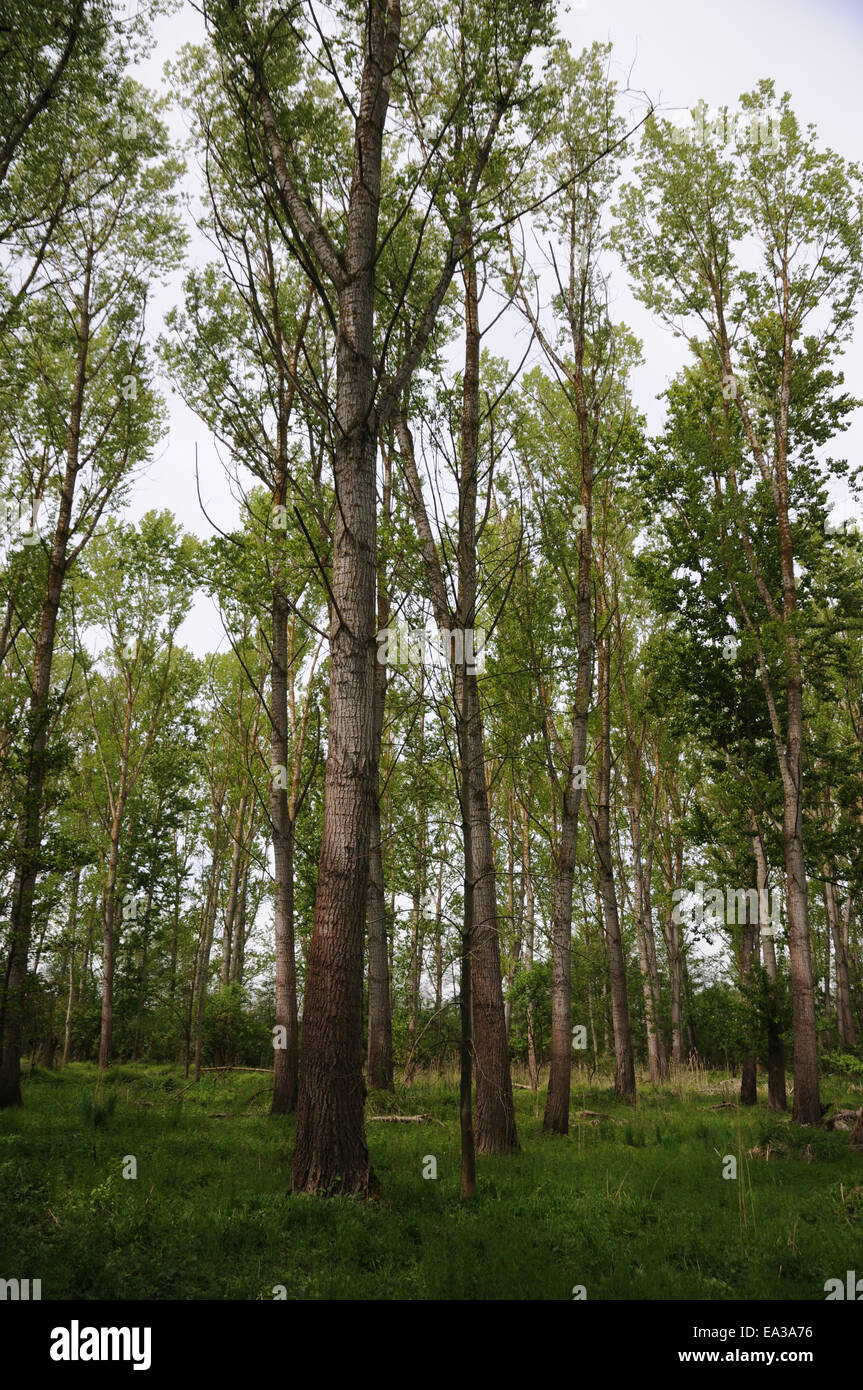 Balsam pappeln hi-res stock photography and images - Alamy