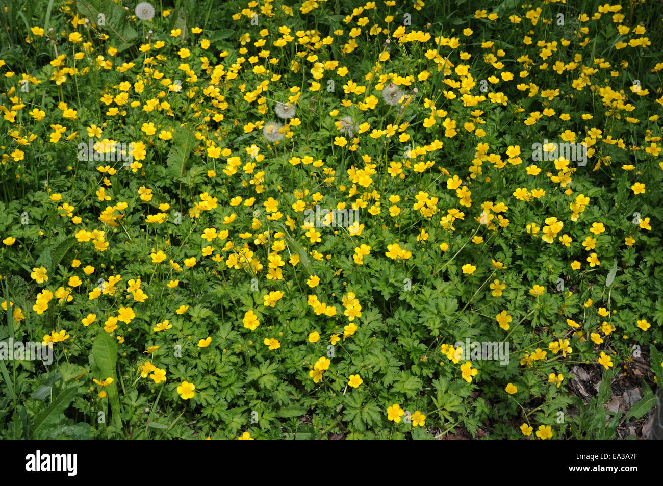 Creeping buttercup hi-res stock photography and images - Alamy