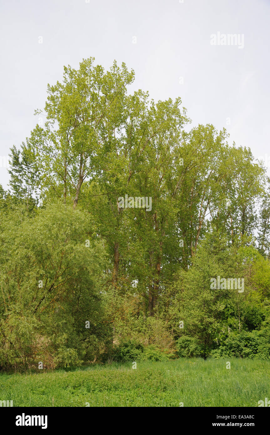 Balsam pappeln hi-res stock photography and images - Alamy