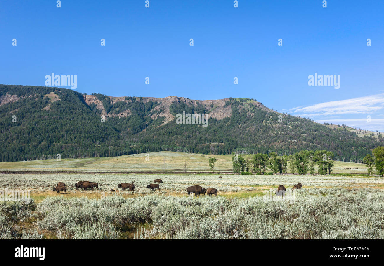 Bison graze on the plains of Yellowstone National Park on a sunny ...