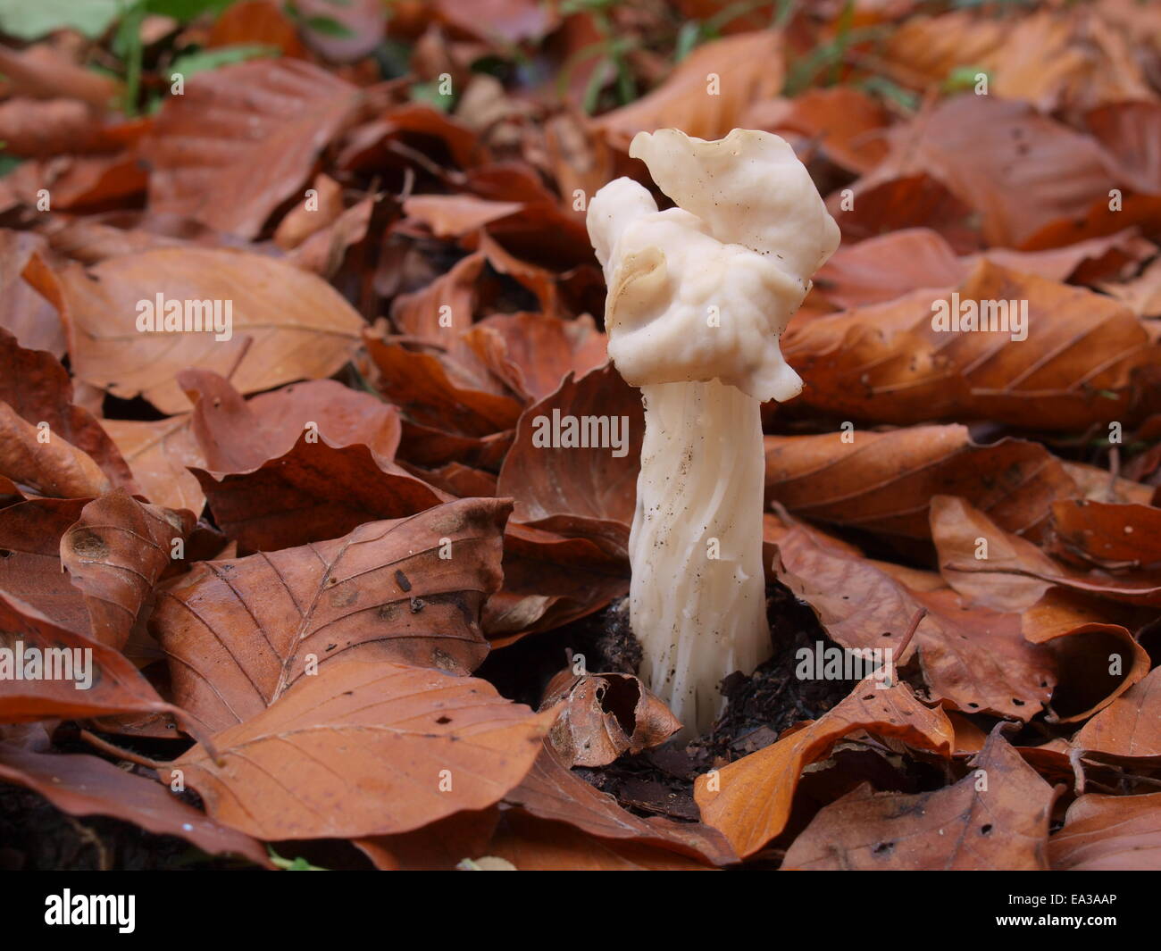 White saddle hi-res stock photography and images - Alamy