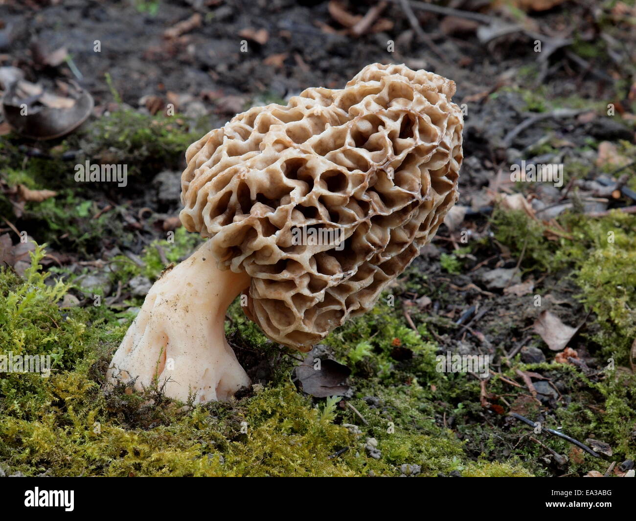 Common morel, morchella esculenta Stock Photo - Alamy