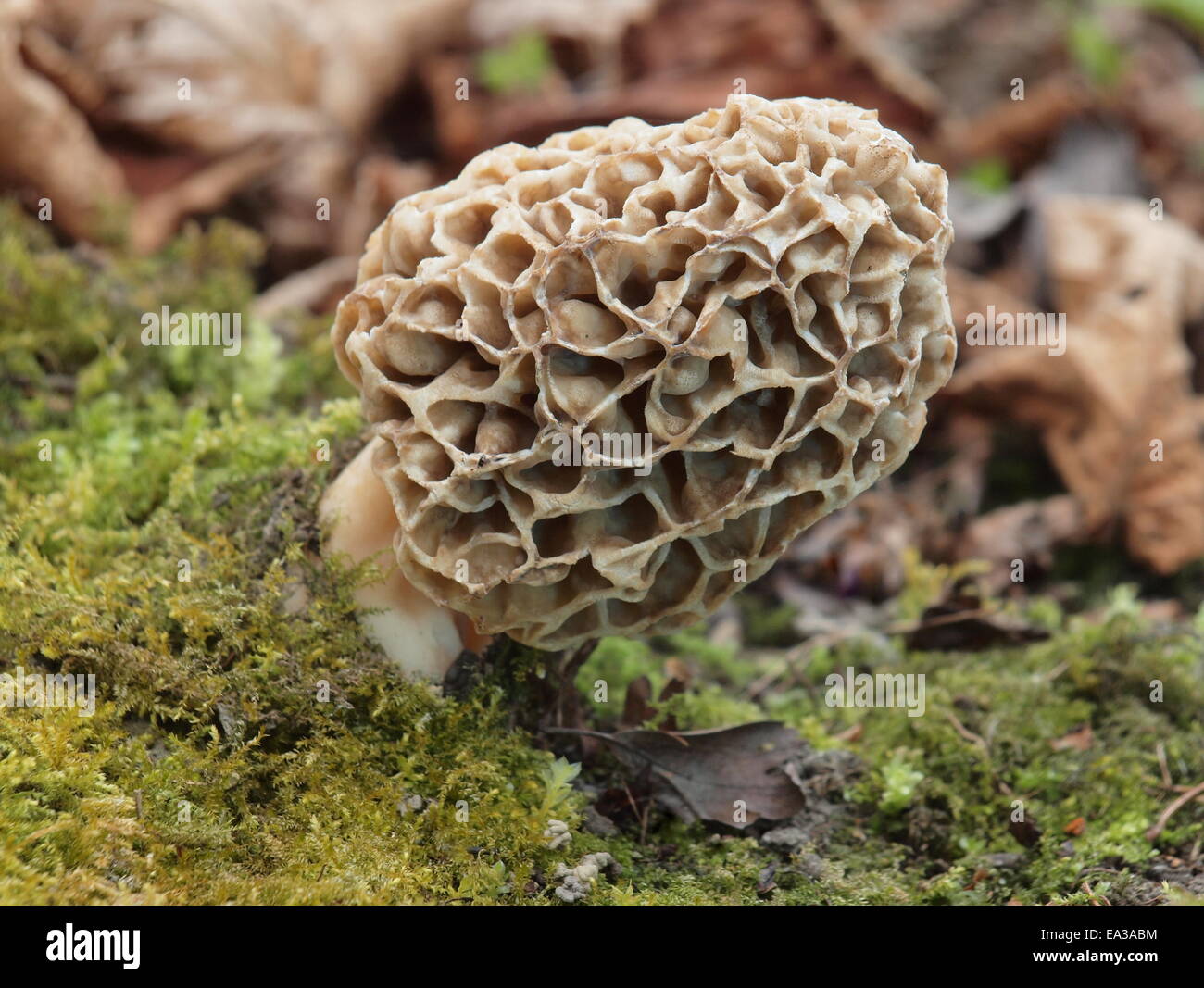 Common morel, morchella esculenta Stock Photo - Alamy