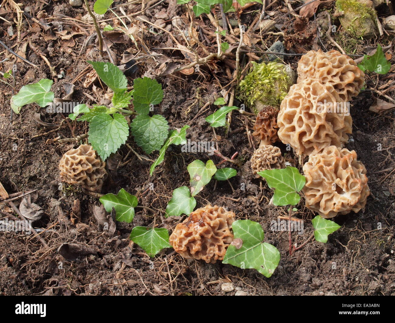 Common morel, Morchella esculenta Stock Photo - Alamy