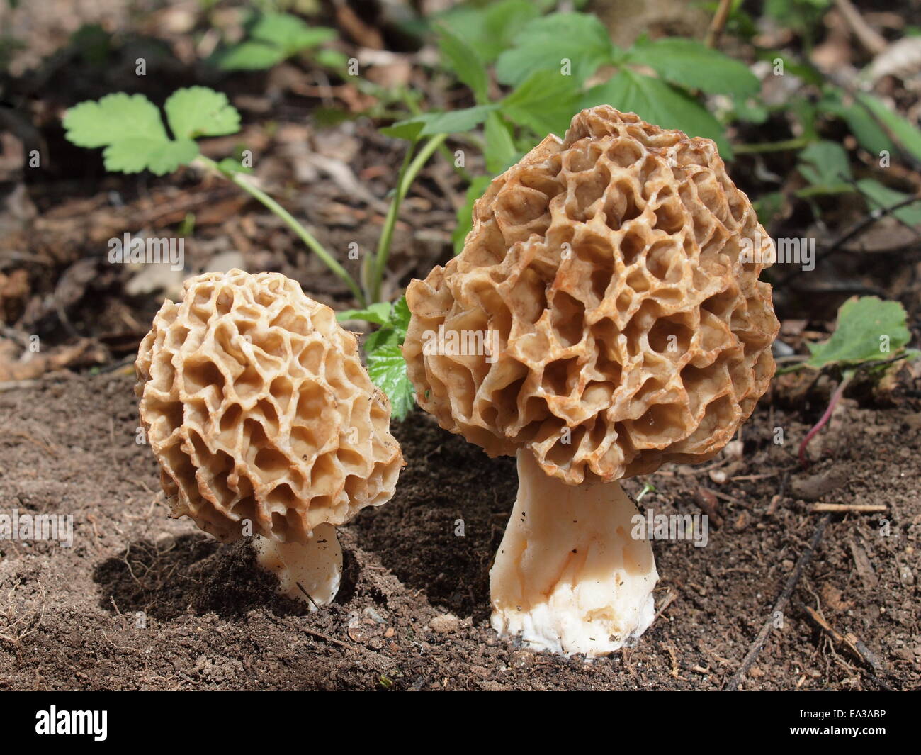Common morel, Morchella esculenta Stock Photo - Alamy