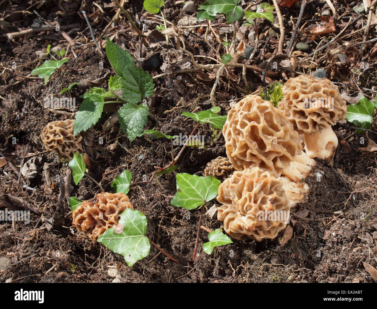 Common morel, Morchella esculenta Stock Photo - Alamy