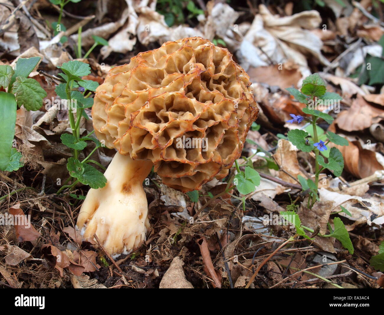 Common morel, Morchella esculenta Stock Photo - Alamy