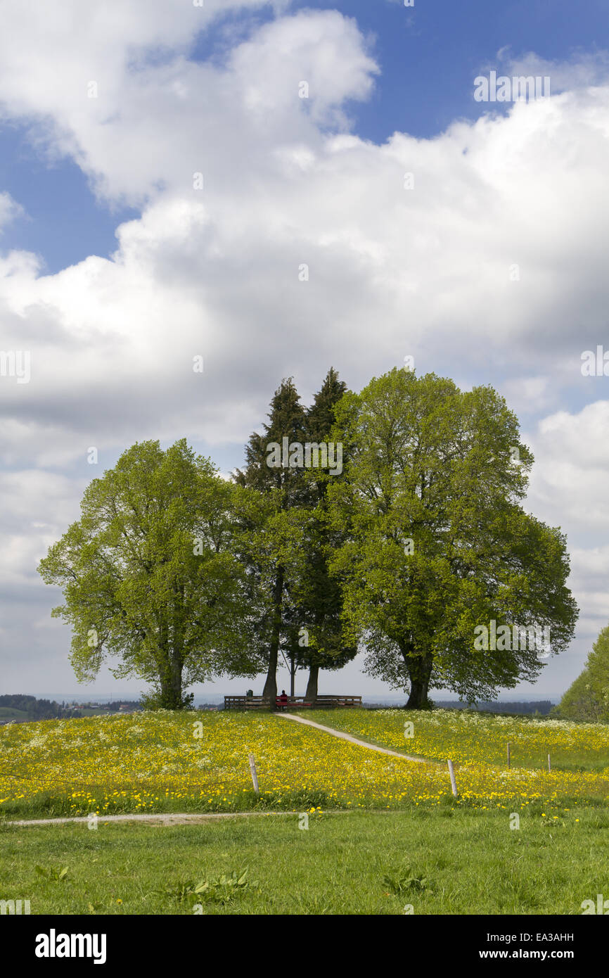 landscape with group of trees Stock Photo - Alamy