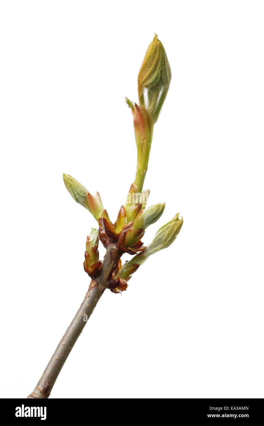 fresh buds chestnut on white background Stock Photo - Alamy