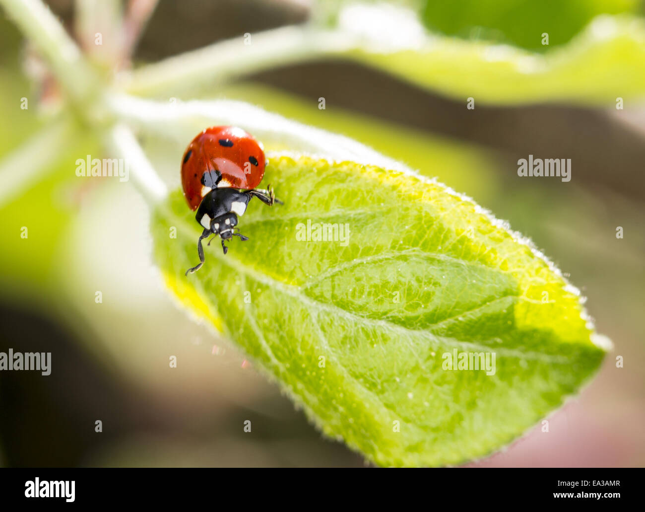 Konzept pflege hi-res stock photography and images - Alamy